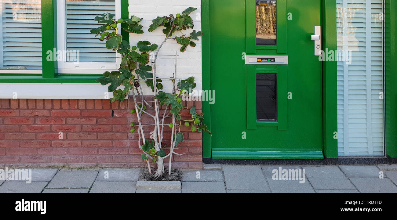 Edible fig, Common fig, Figtree (Ficus carica), fig tree at the front ...