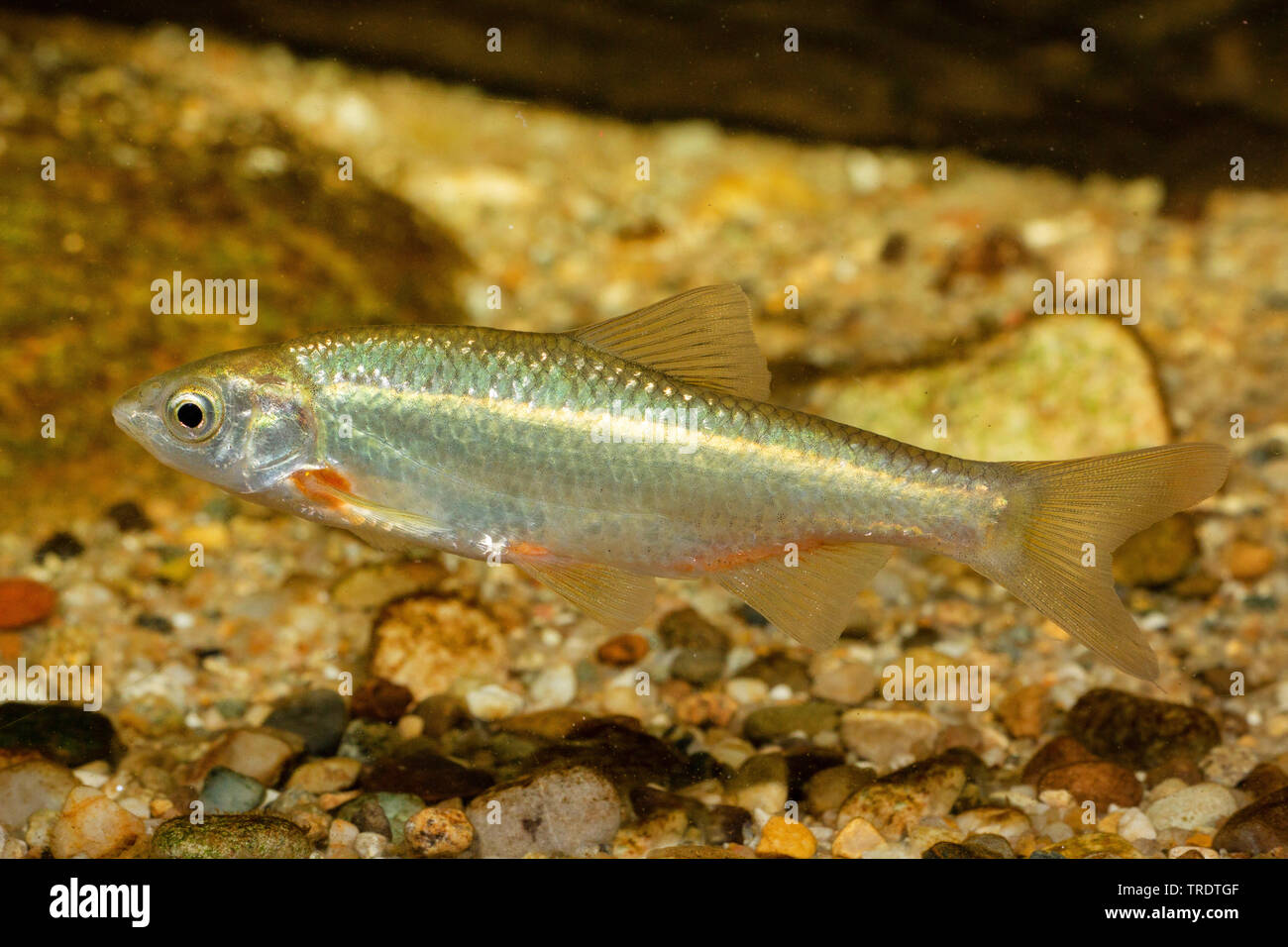 Horizontal format side view lateral horizontal format hi-res stock ...