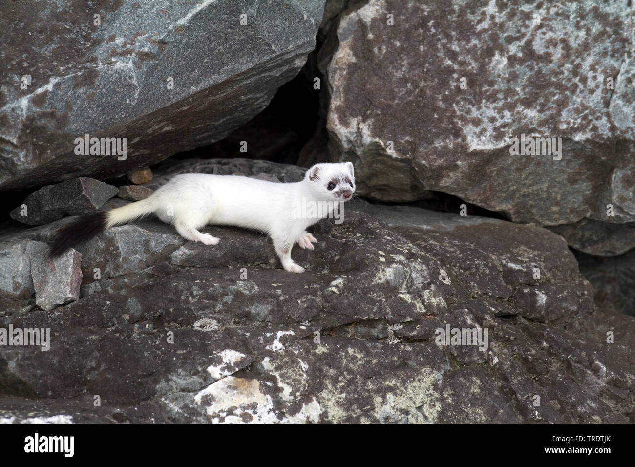 Ermine, Stoat, Short-tailed weasel (Mustela erminea), in winter fur ...