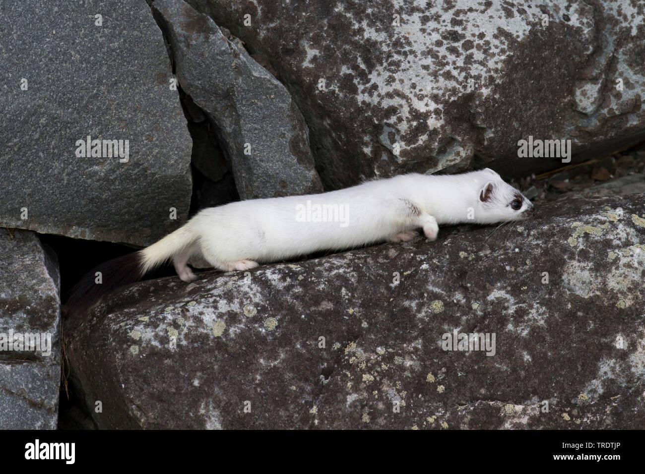 Ermine, Stoat, Short-tailed weasel (Mustela erminea), in winter fur ...
