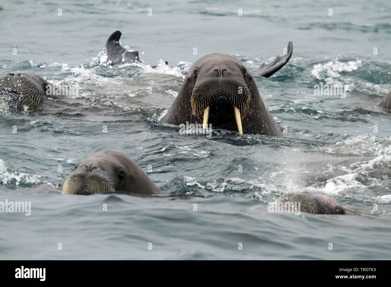 walrus (Odobenus rosmarus), swimming walruses, Norway, Svalbard Stock ...