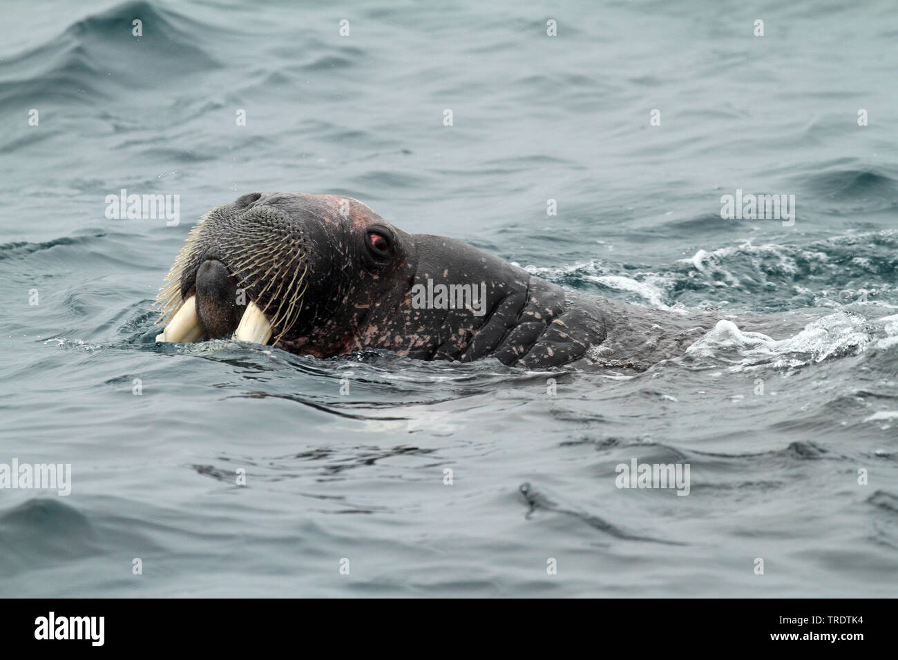 walrus (Odobenus rosmarus), swimming walrus, side view, Norway ...