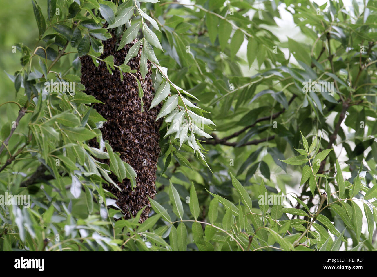honey bee, hive bee (Apis mellifera mellifera), swarm in an ash ...