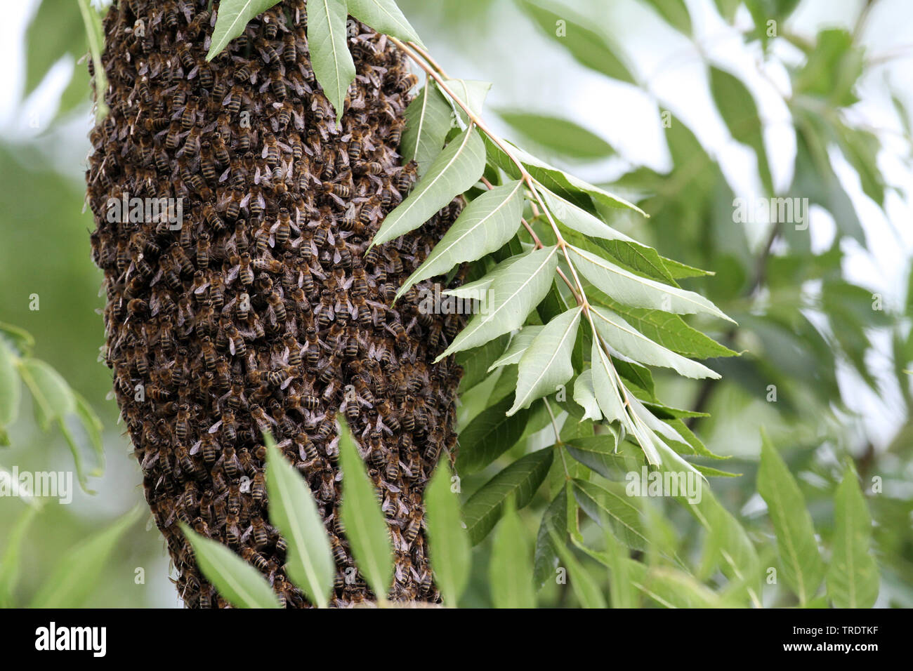 honey bee, hive bee (Apis mellifera mellifera), swarm in an ash ...