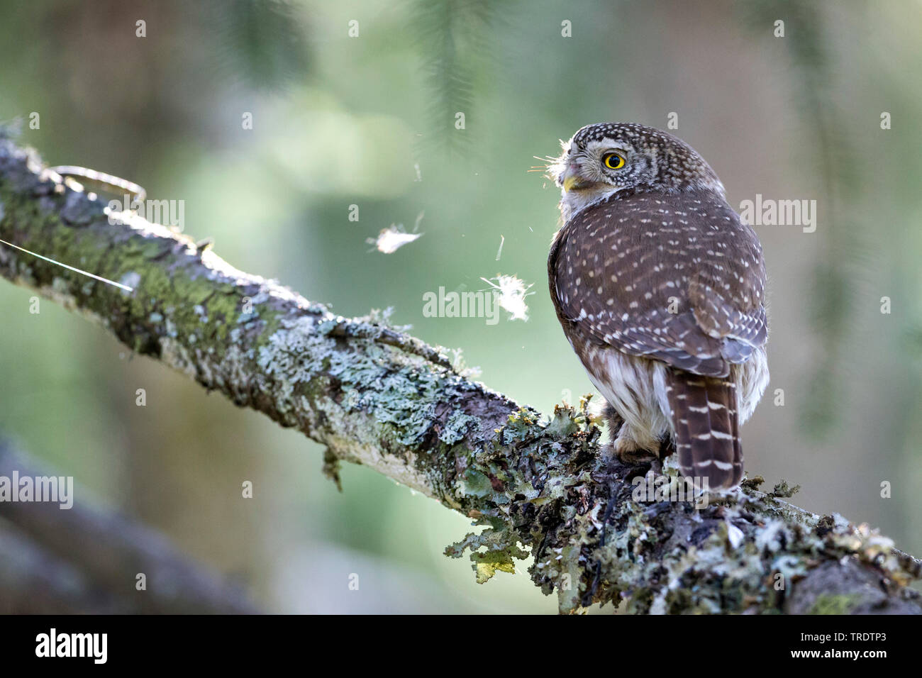 Rear view of owl hi-res stock photography and images - Alamy