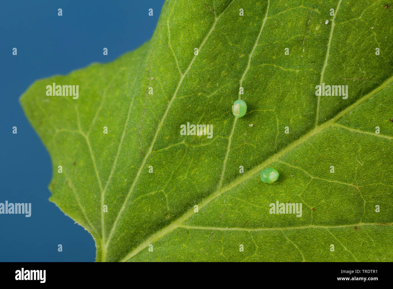 Morning glory sphinx moth hi-res stock photography and images - Alamy