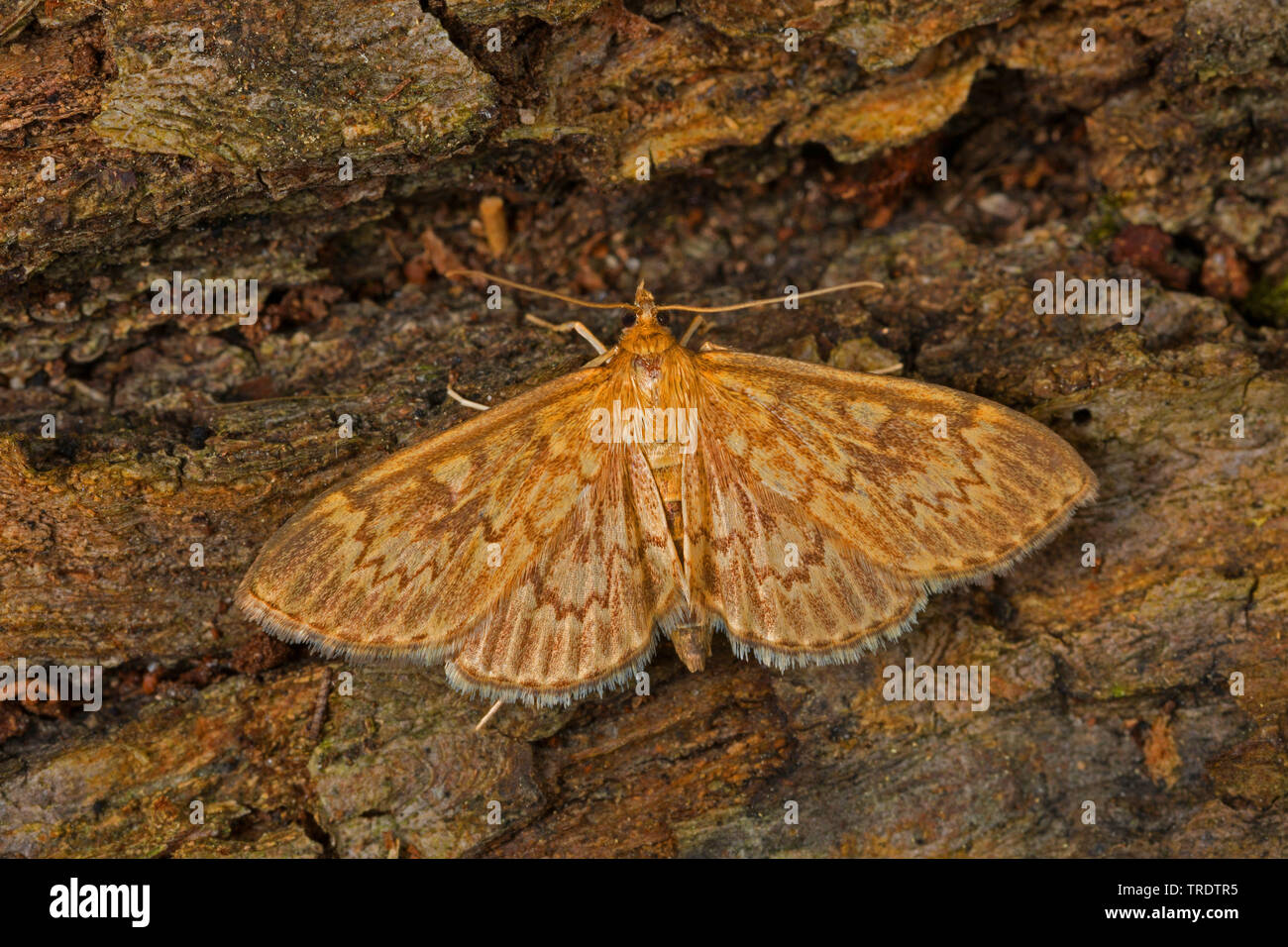 Long-winged Pearl (Anania lancealis, Perinephela lancealis), on bark ...