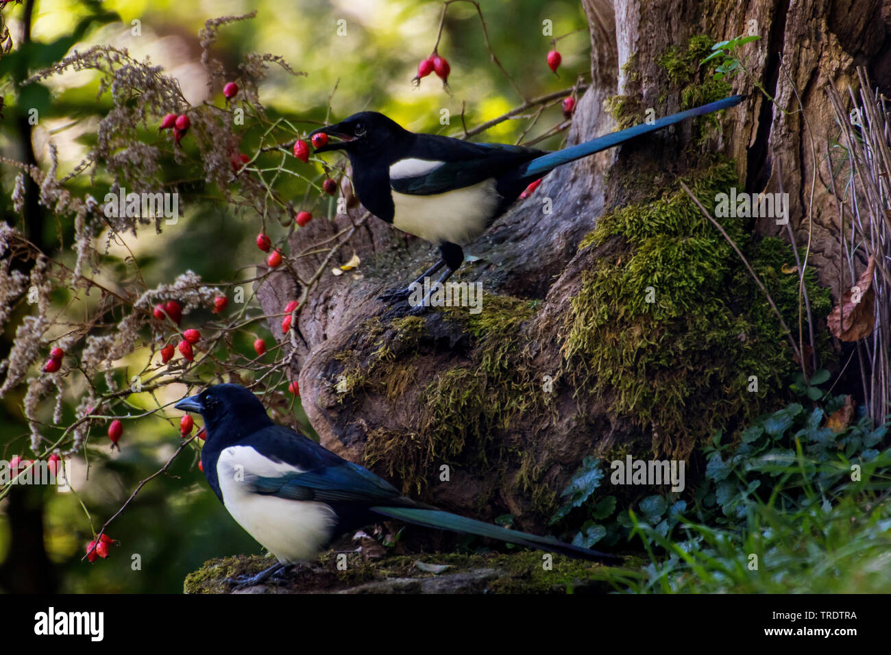 Two magpies pica pica hi-res stock photography and images - Alamy