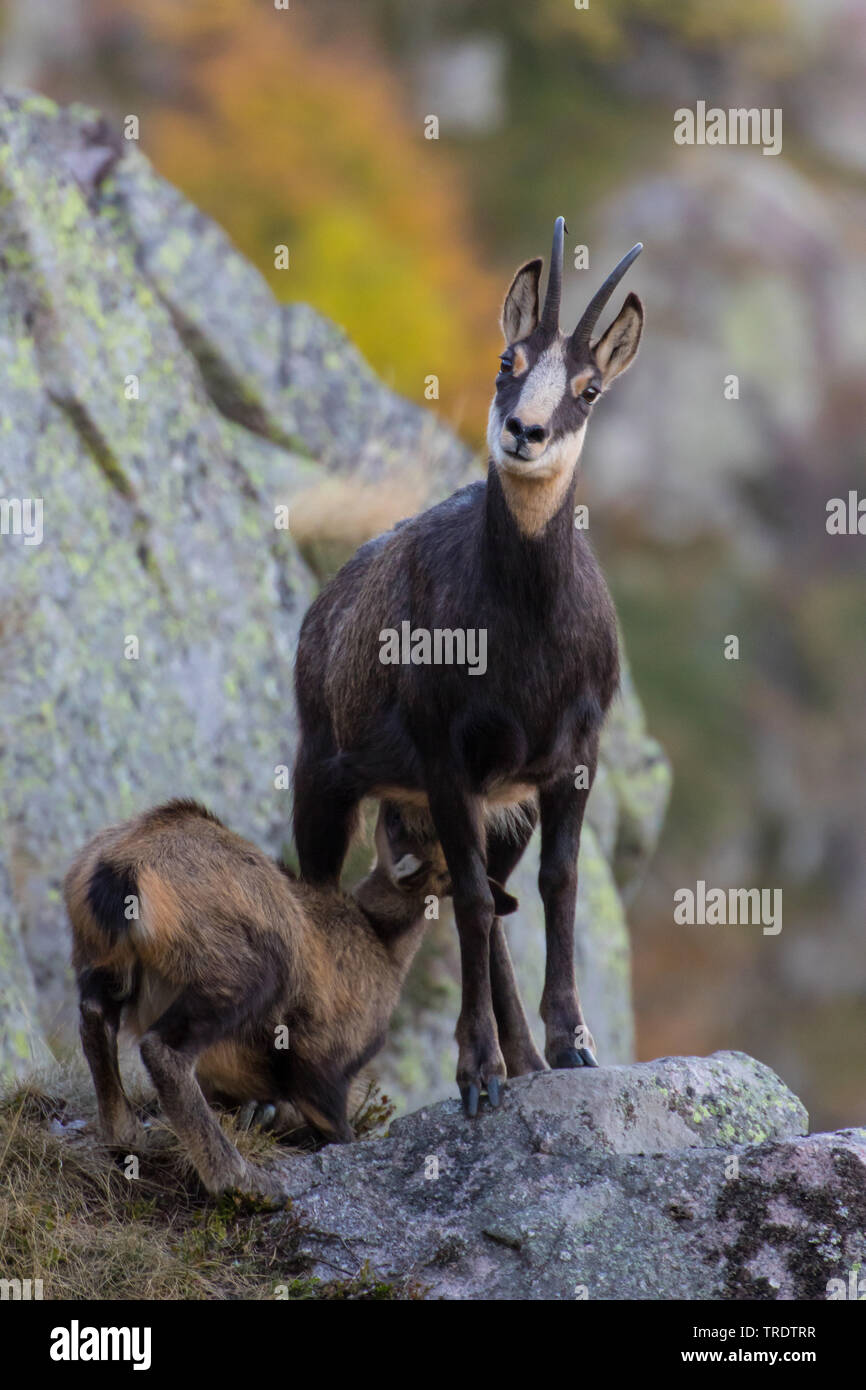 Chamois goat on mountain hi-res stock photography and images - Alamy