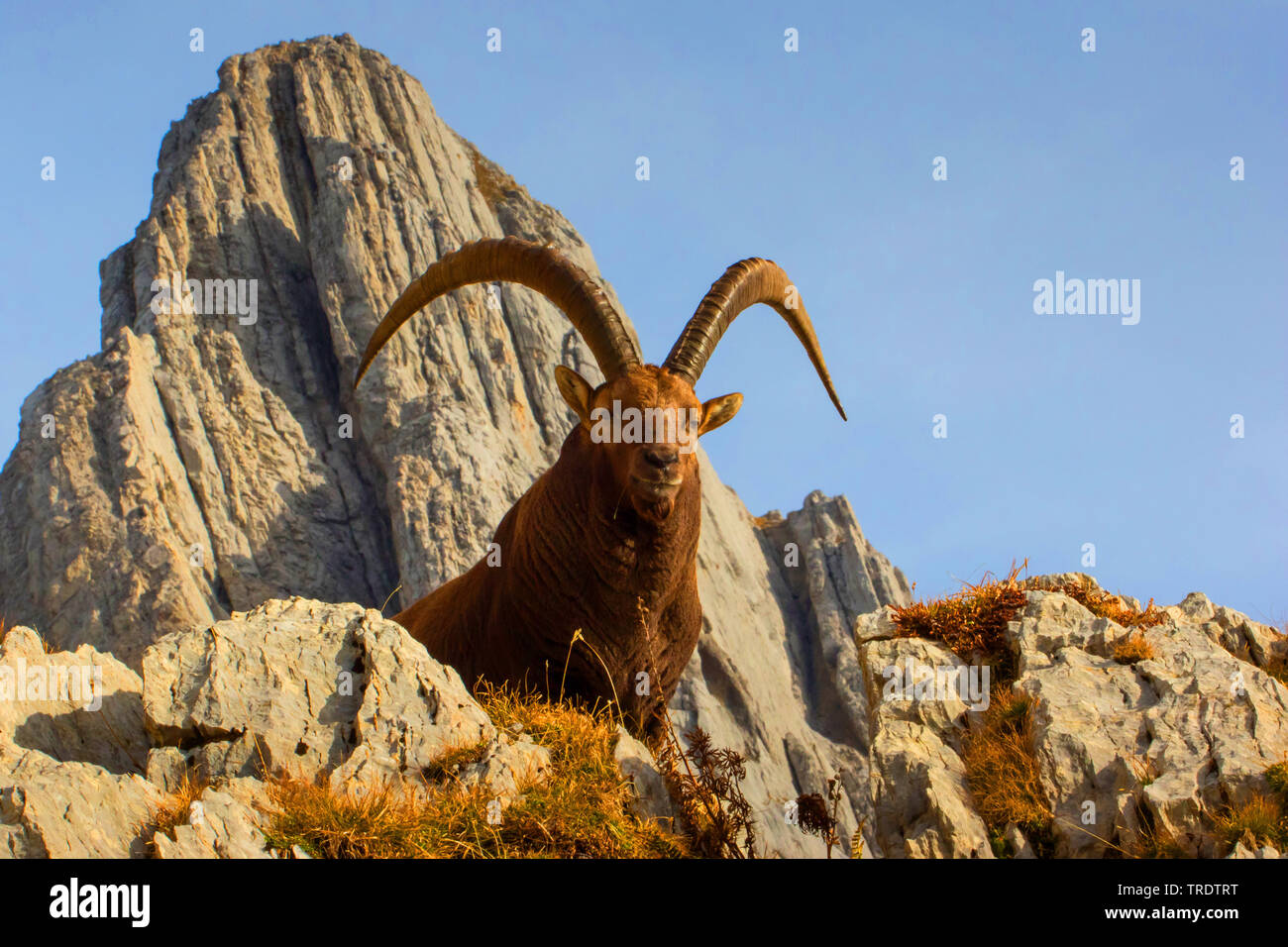 Alpine ibex (Capra ibex, Capra ibex ibex), in front of rocks ...