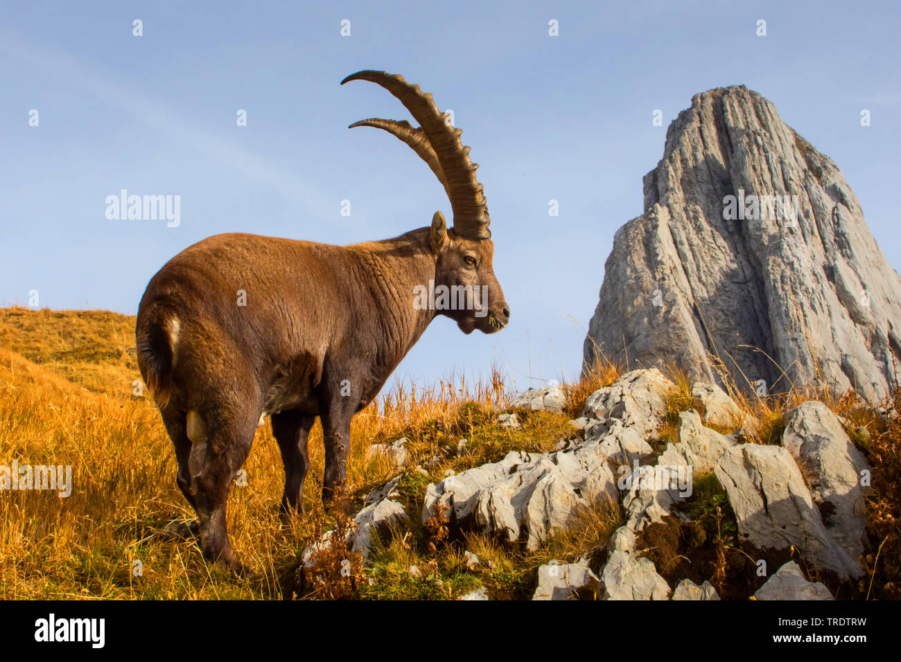 Alpine ibex (Capra ibex, Capra ibex ibex), searching for food in ...