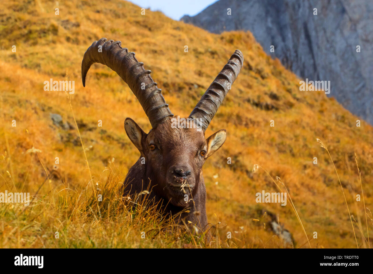 Alpine ibex (Capra ibex, Capra ibex ibex), resting in autumnal mountain ...