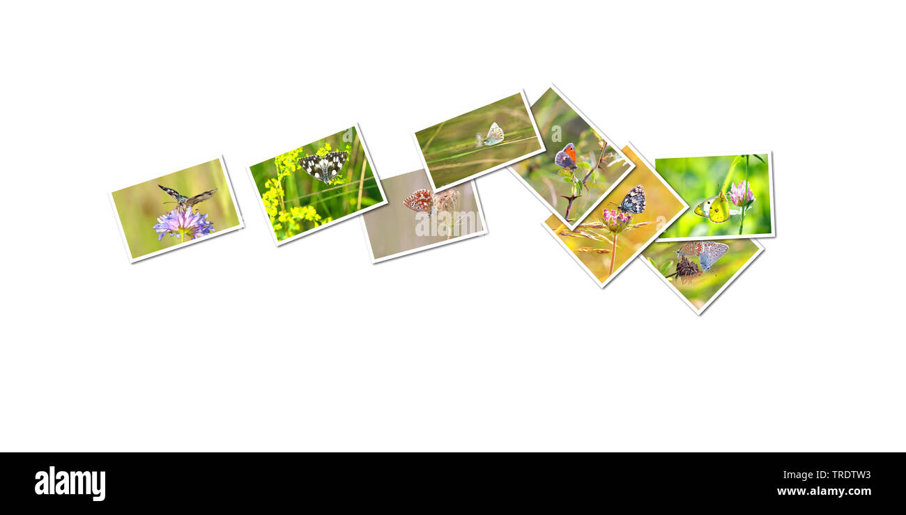 Multicolored butterfly Cut Out Stock Images & Pictures - Alamy