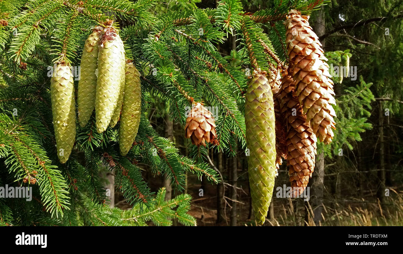 Fichte Baum Stock Photos & Fichte Baum Stock Images - Alamy