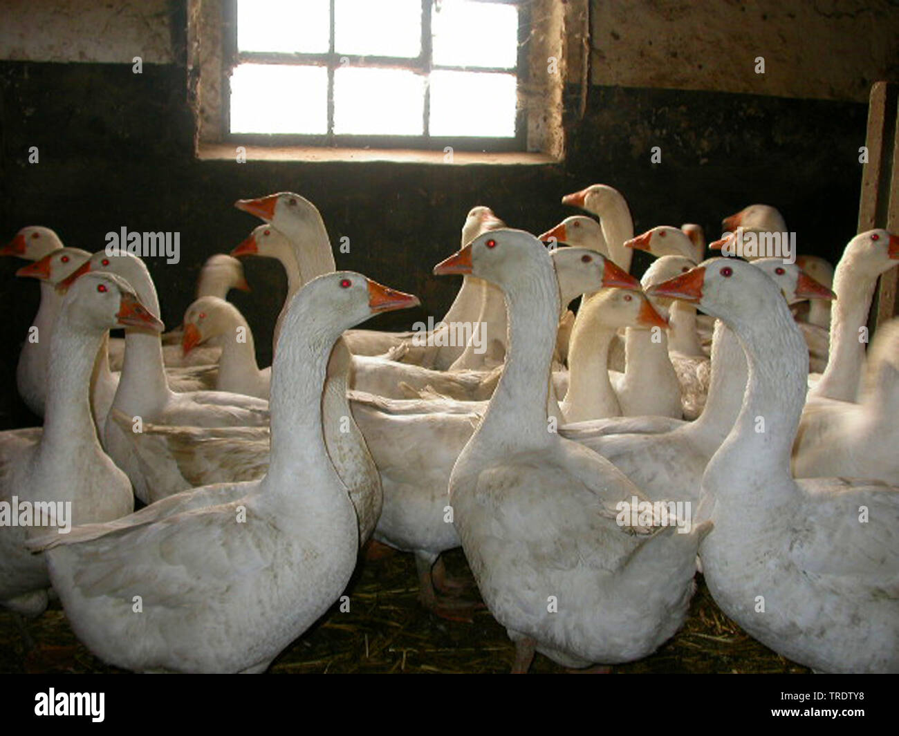 domestic goose (Anser anser f. domestica), goose breeding in a stable ...
