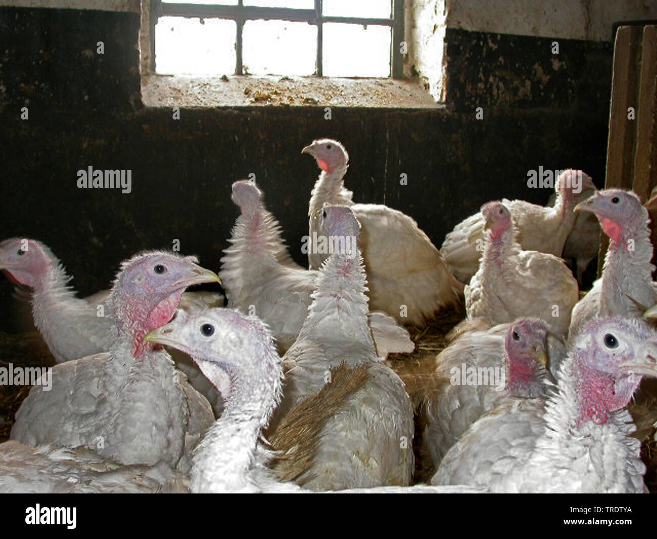 common turkey (Meleagris gallopavo), turkeys in a stable, Germany Stock ...