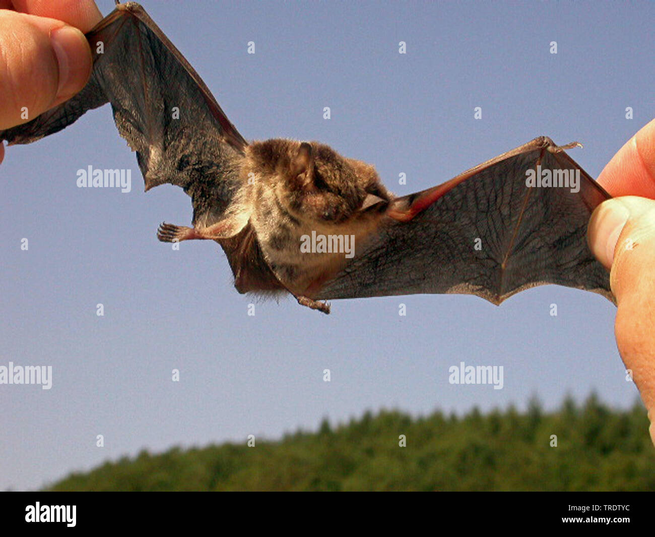 bat (Myotis spec.), bat in the hand, Germany, North Rhine-Westphalia ...