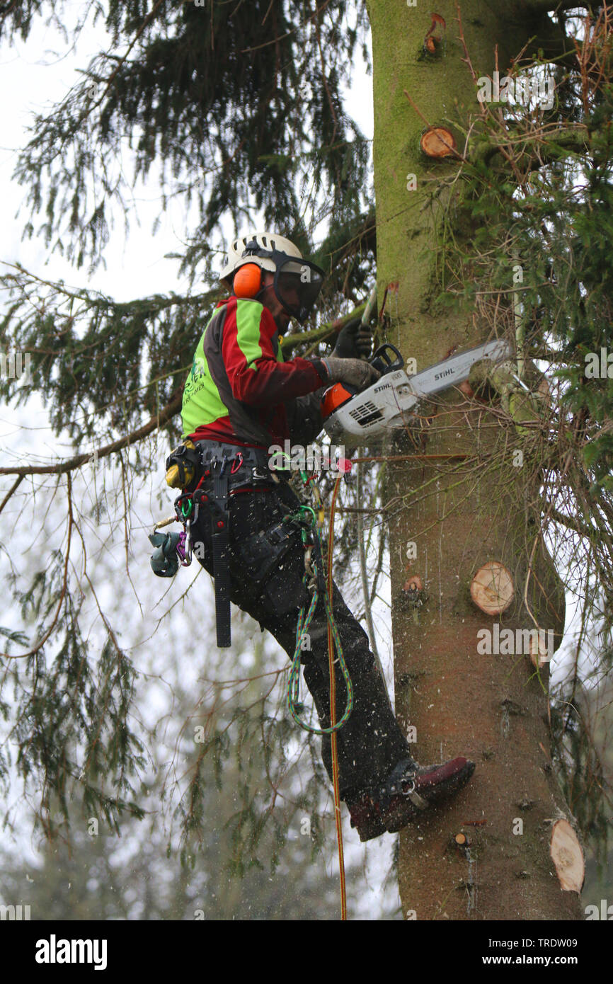 Norway spruce (Picea abies), tree care service cutting branches ...