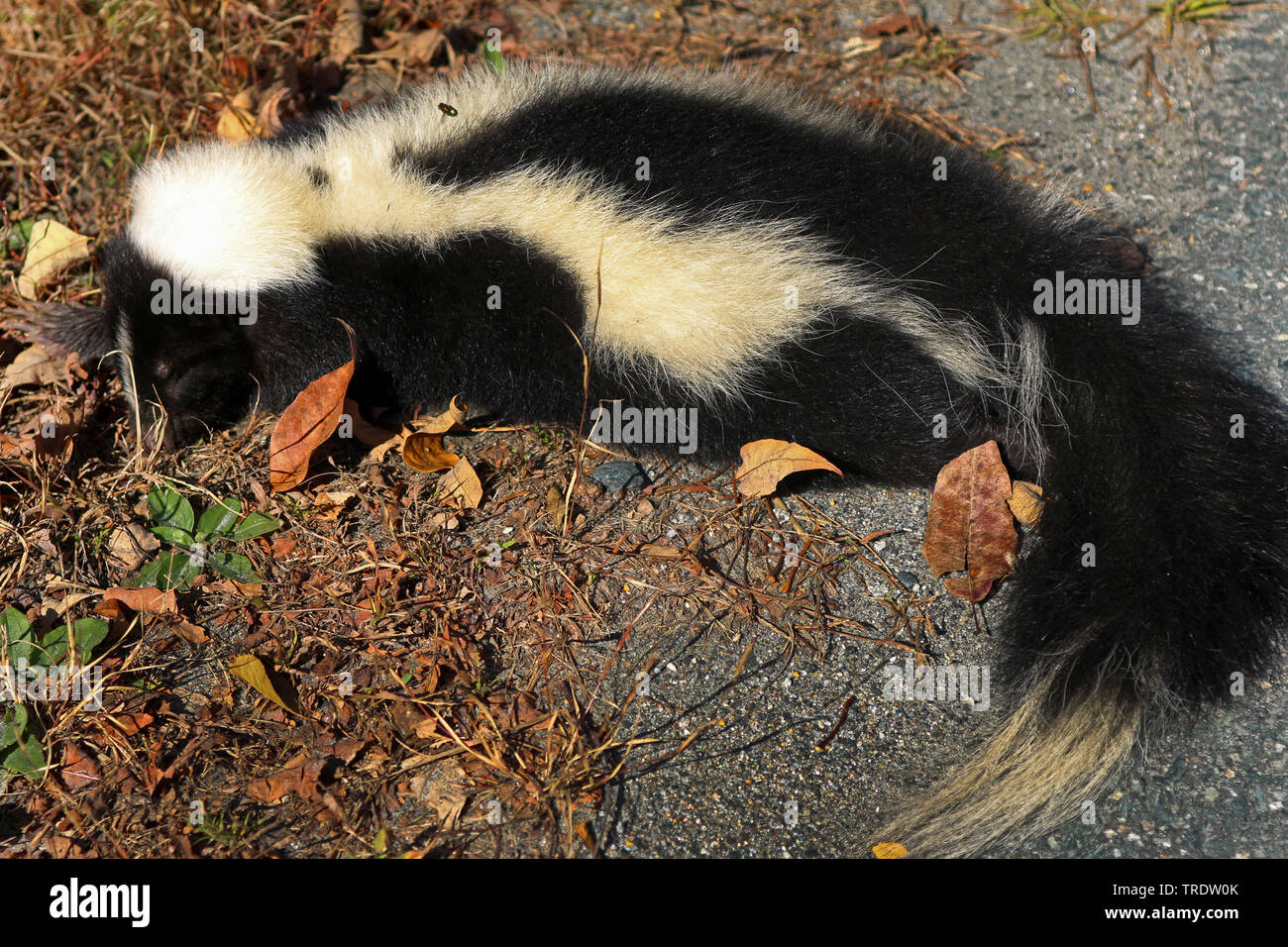 striped skunk (Mephitis mephitis), dead skunk at the roadside, USA ...