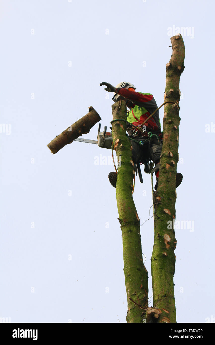 Norway spruce (Picea abies), tree care service cutting branches ...