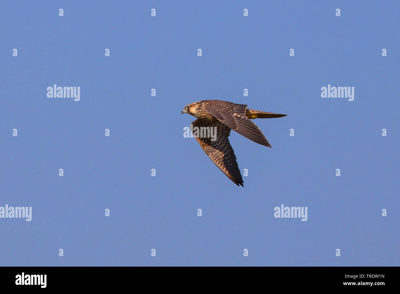 Peregrine falcon hunting bird hi-res stock photography and images - Alamy