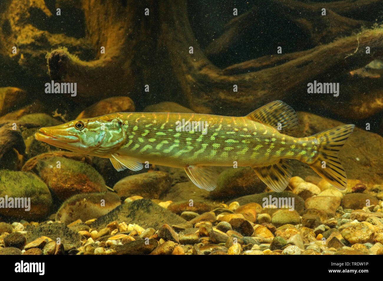 pike, northern pike (Esox lucius), swimming, side view, Germany Stock ...