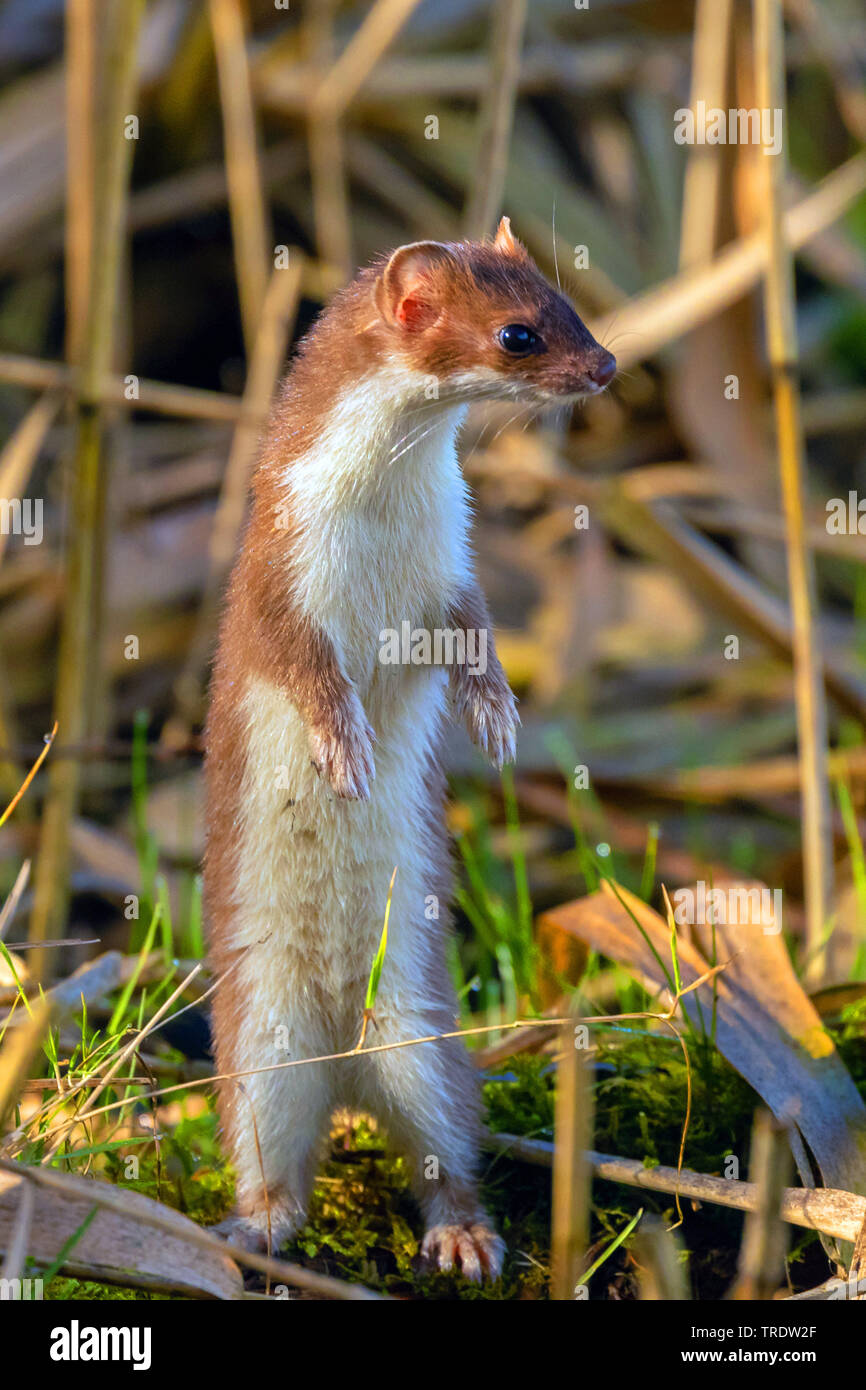 Ermine, Stoat, Short-tailed weasel (Mustela erminea), securing, Germany ...