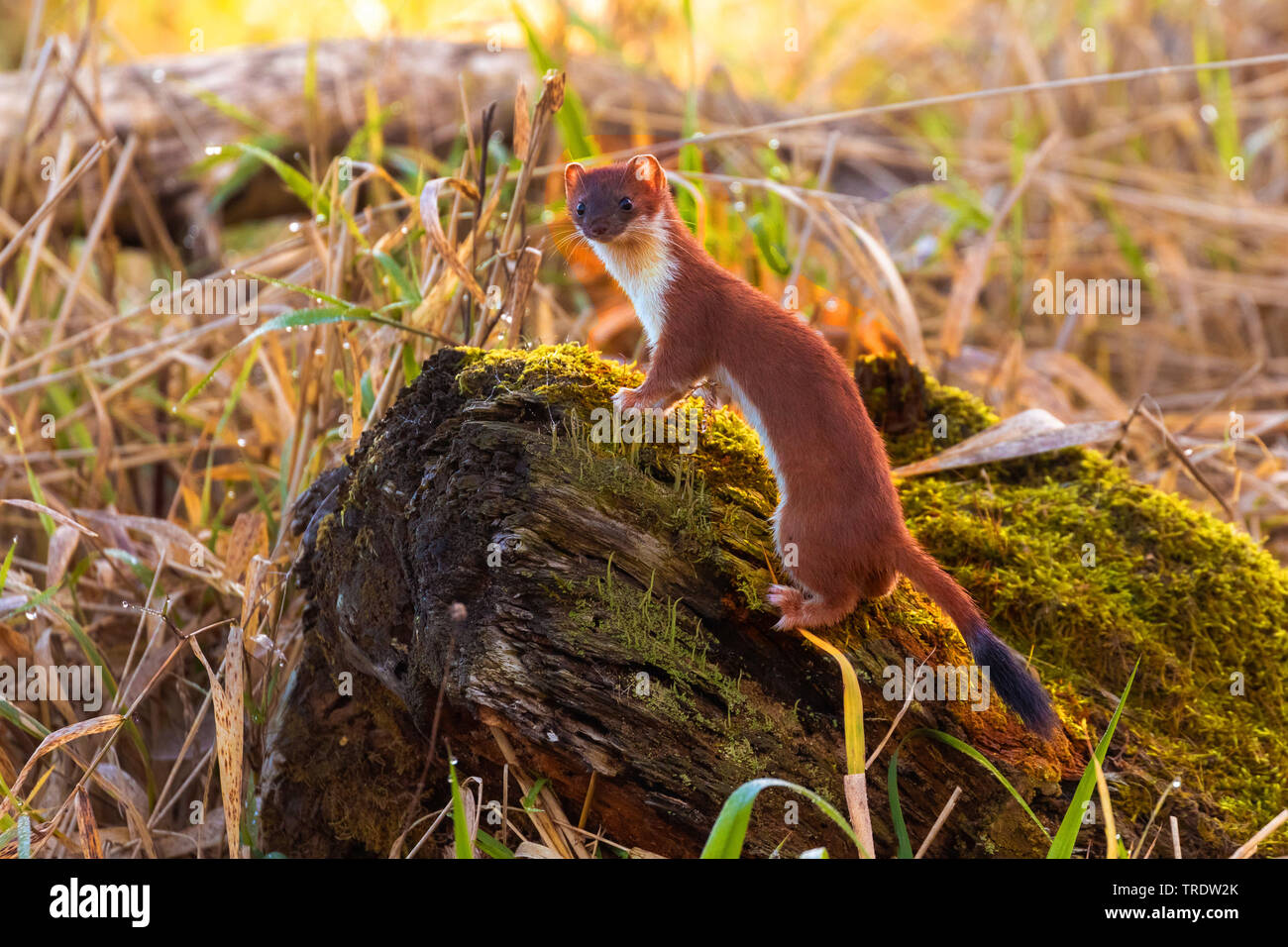 Weasel and stoat hi-res stock photography and images - Alamy