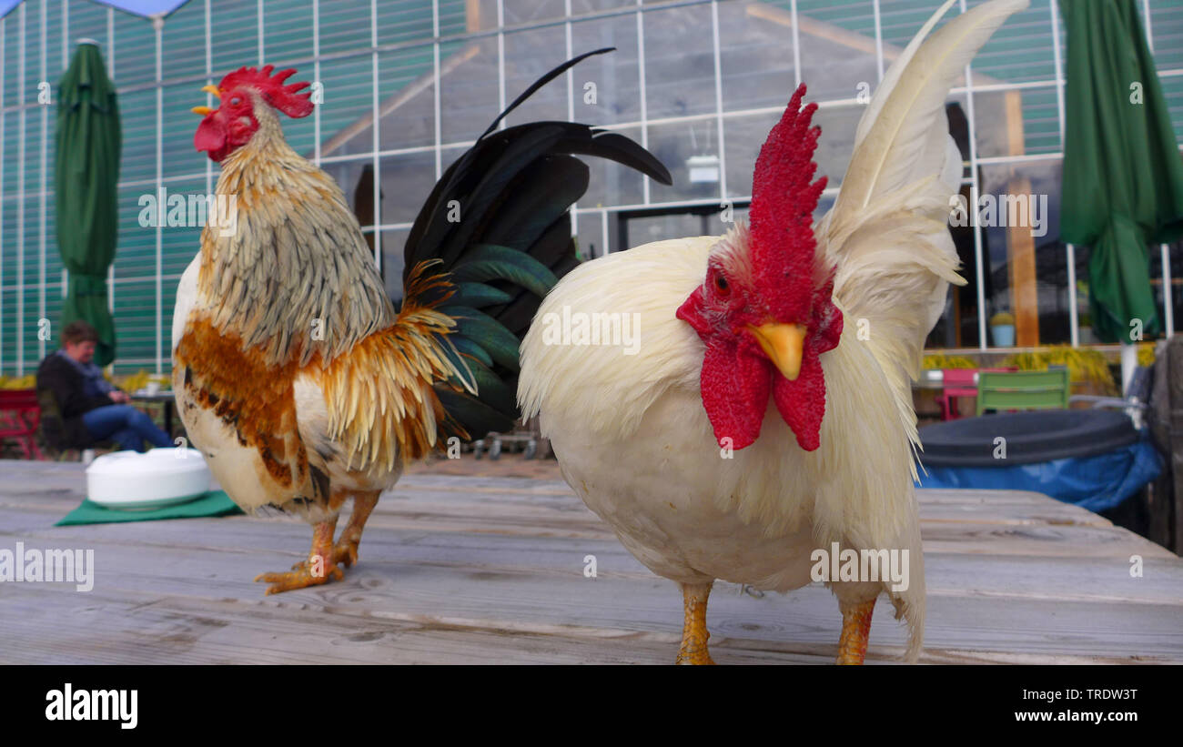 domestic fowl (Gallus gallus f. domestica), bantam cocks, Germany Stock ...