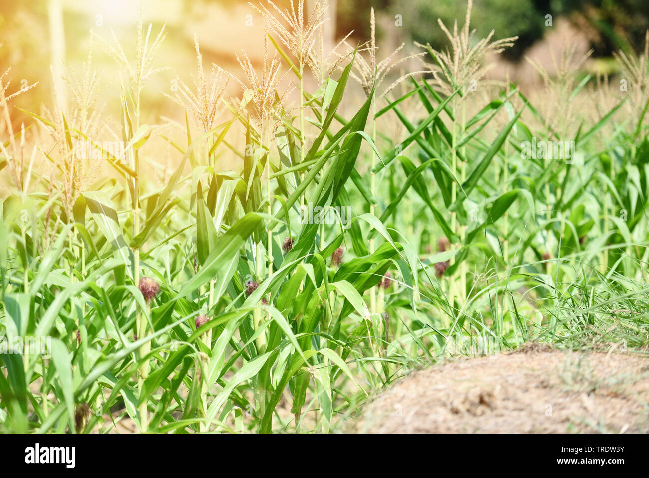 Plantation corn field with corn tree grow in farm agriculture area with ...