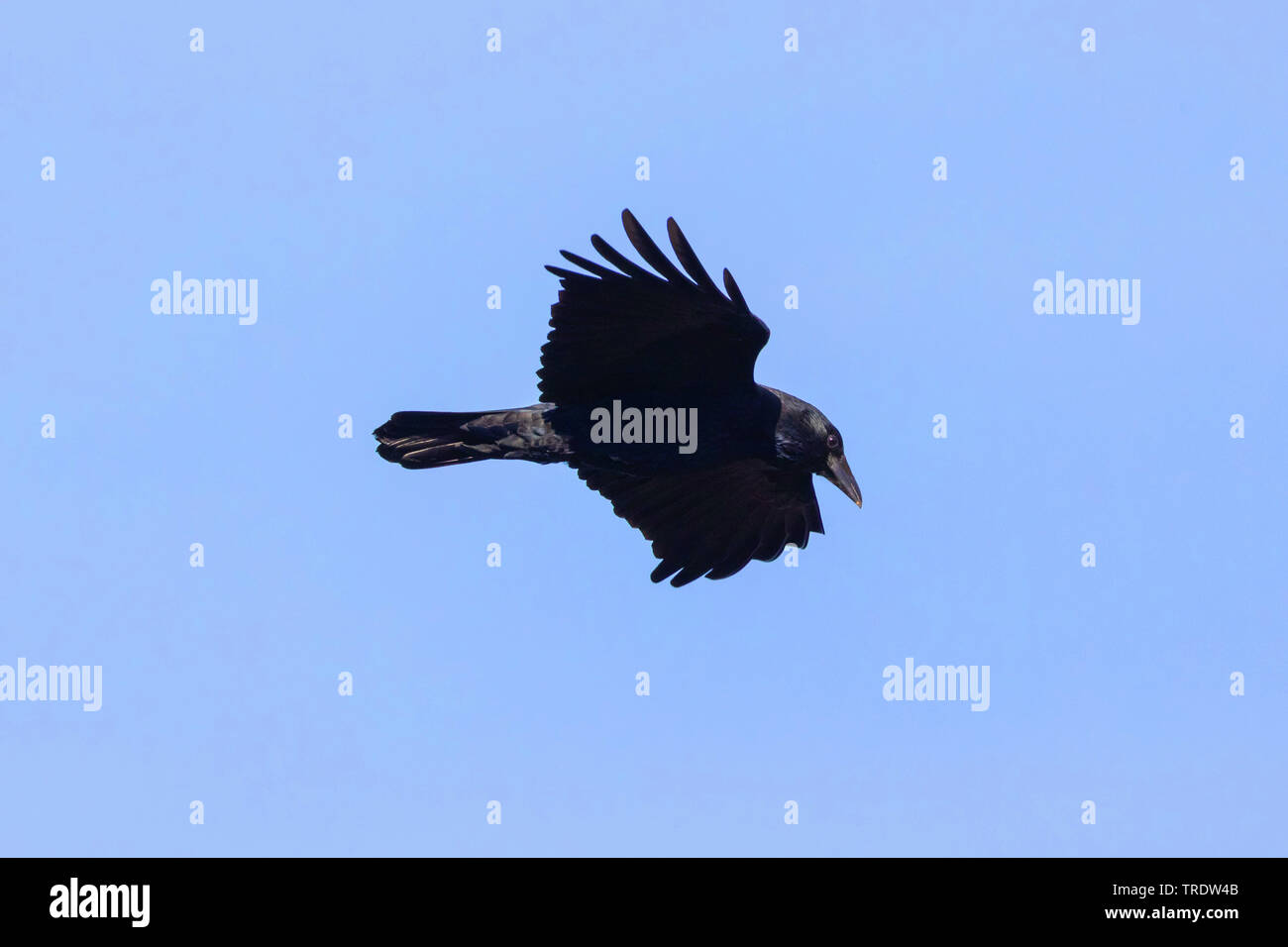 Crows in flight hi-res stock photography and images - Alamy
