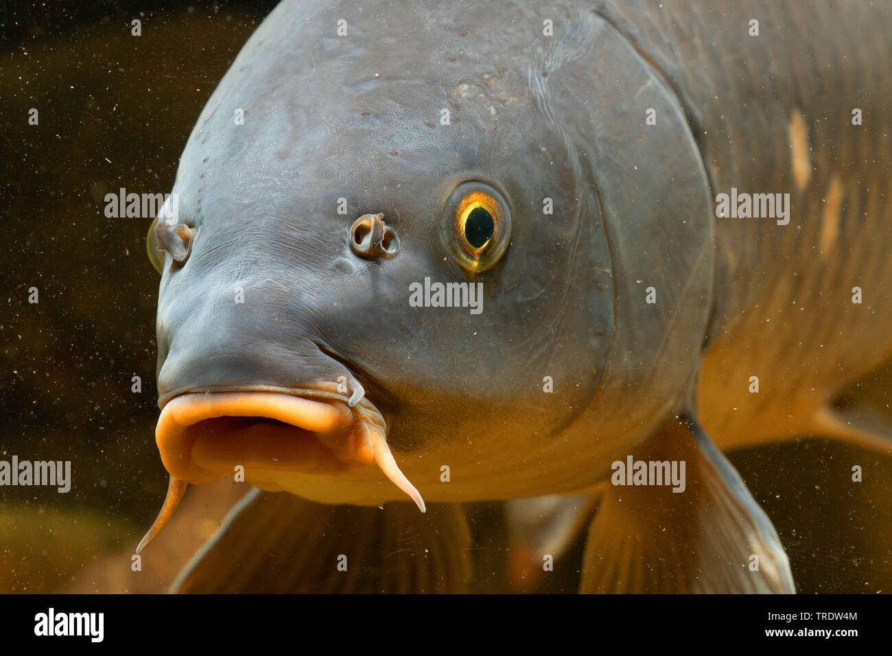 carp, common carp, European carp (Cyprinus carpio), portrait, Germany ...