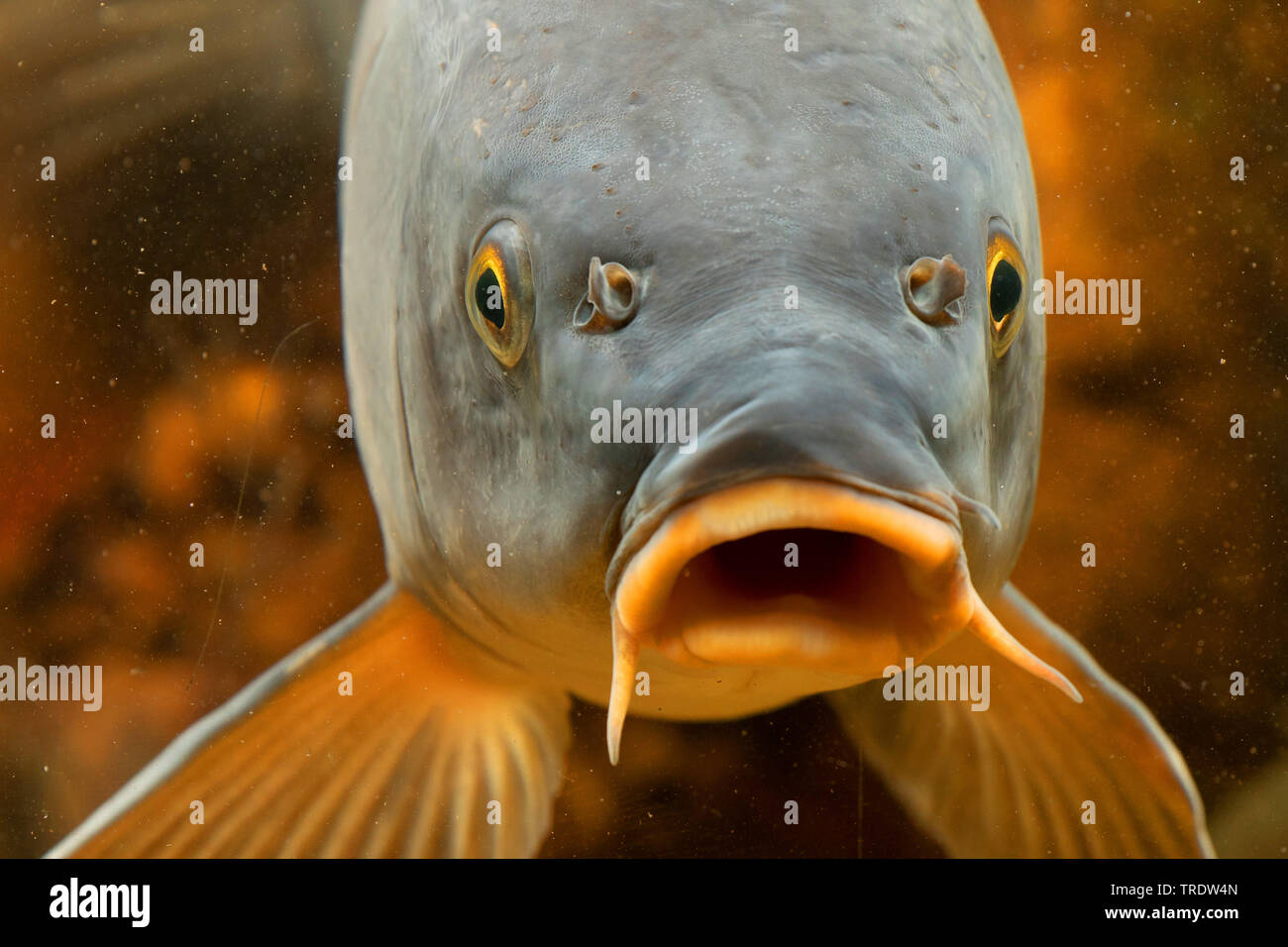 carp, common carp, European carp (Cyprinus carpio), portrait, Germany ...