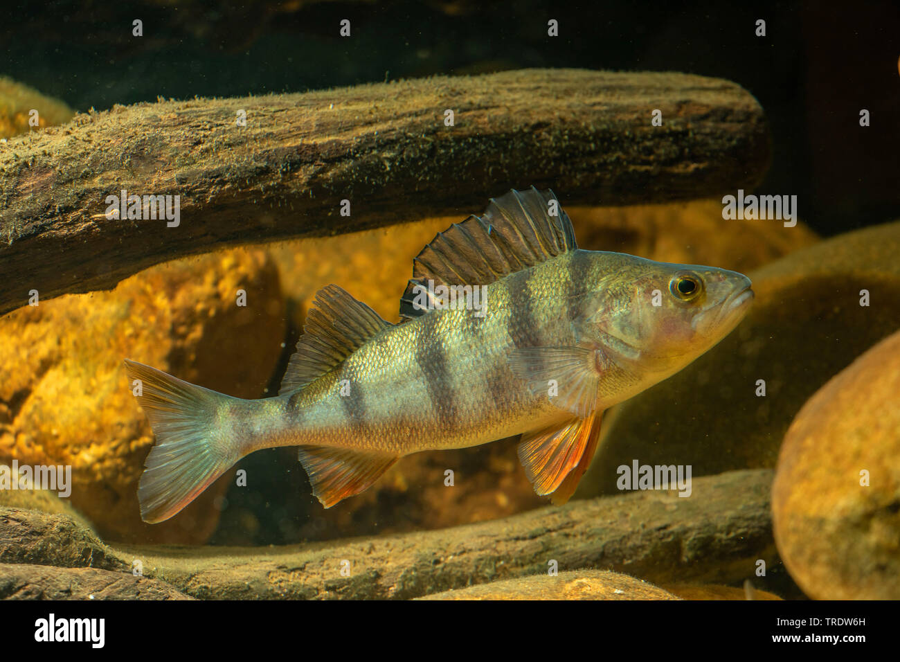 Perch, European perch, Redfin perch (Perca fluviatilis), swimming, side ...