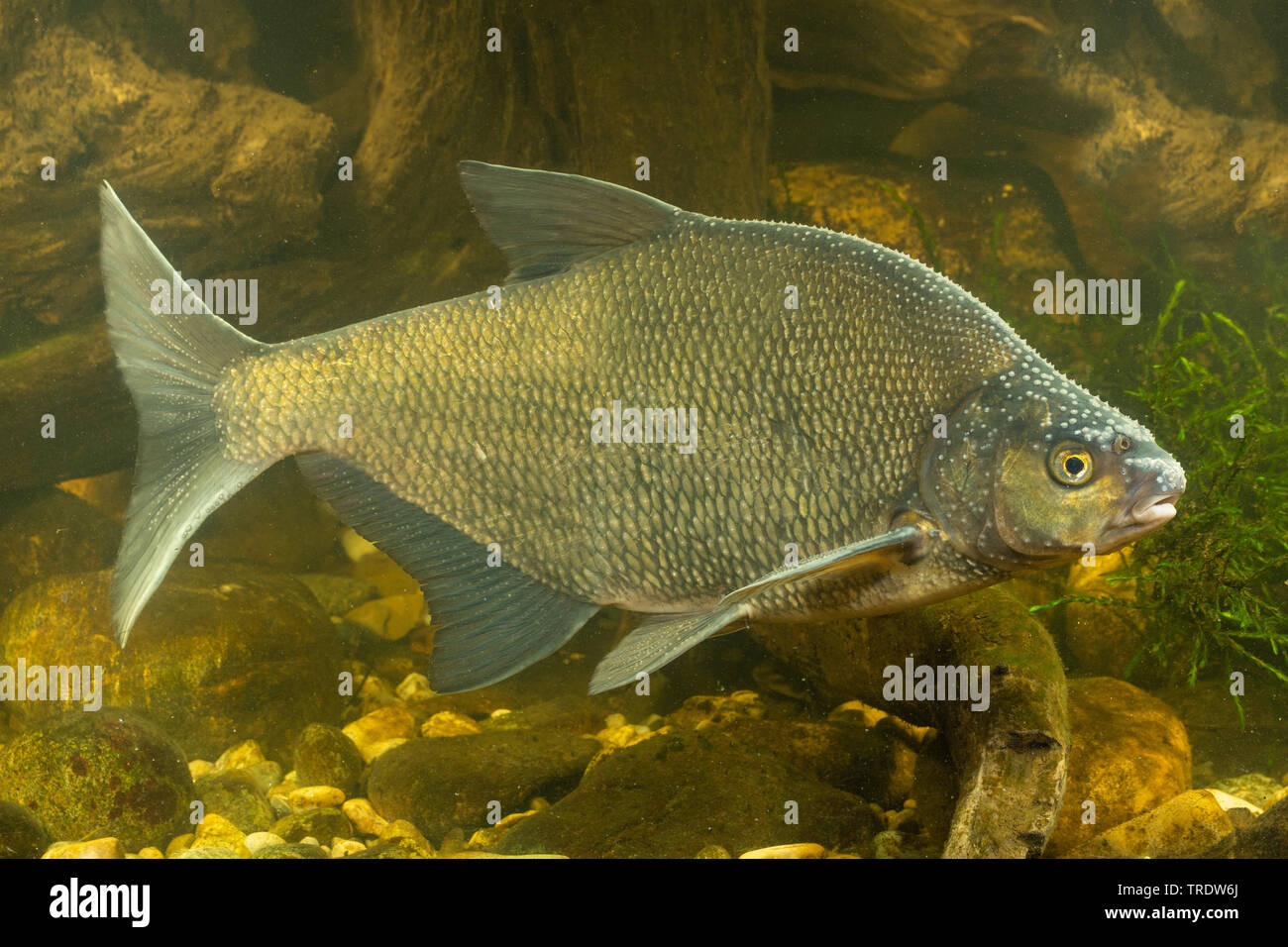 common bream, freshwater bream, carp bream (Abramis brama), milkner ...