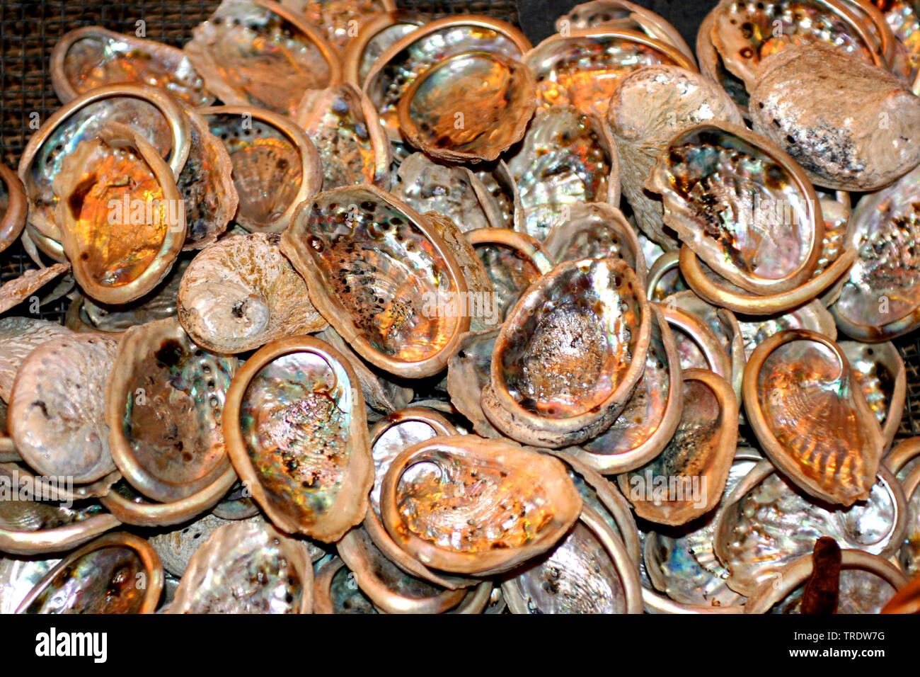 Haliotis spec hi-res stock photography and images - Alamy