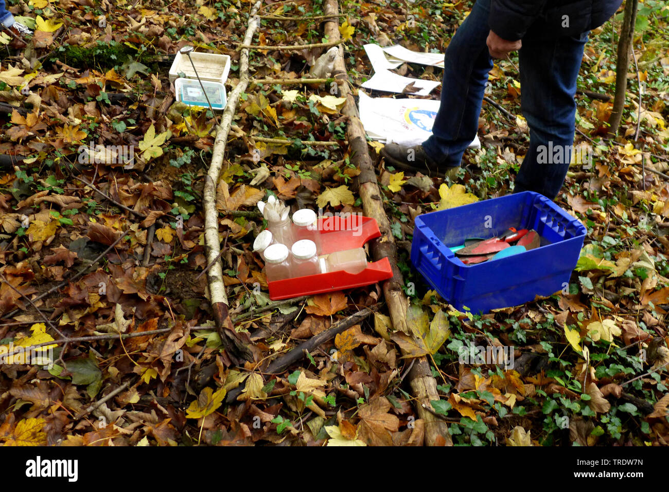 ecological investigation on the forest ground Stock Photo - Alamy