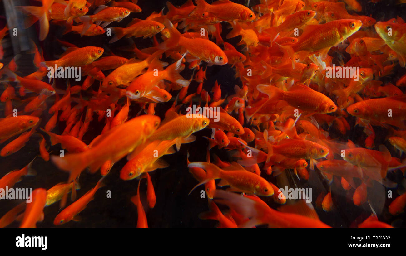 goldfish, common carp (Carassius auratus), in pool Stock Photo - Alamy