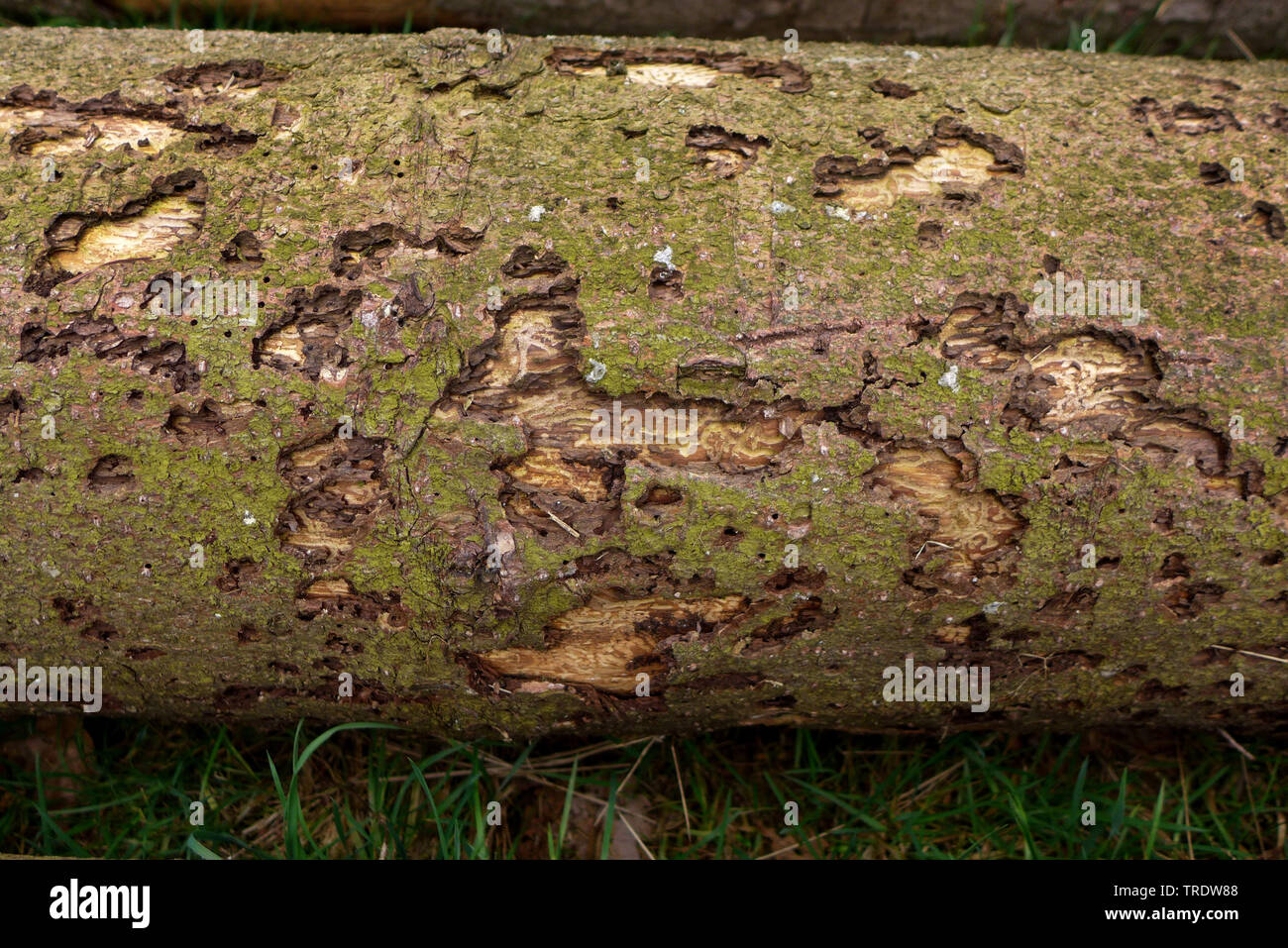 Norway spruce (Picea abies), damage by timber beetles, Germany Stock ...