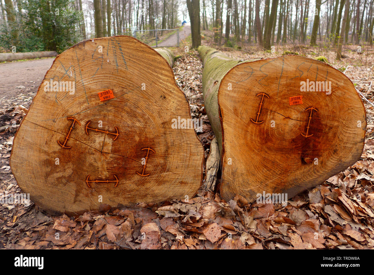common beech (Fagus sylvatica), sliced trunk with clips to avoid cracks ...