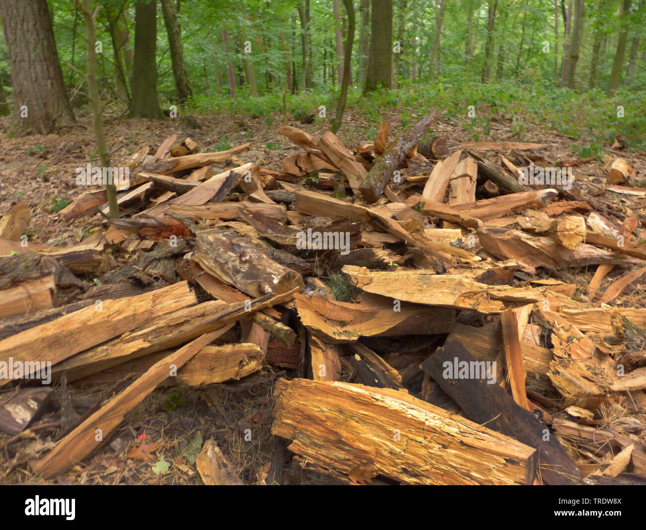 common beech (Fagus sylvatica), storage of fuelwood in the forest ...
