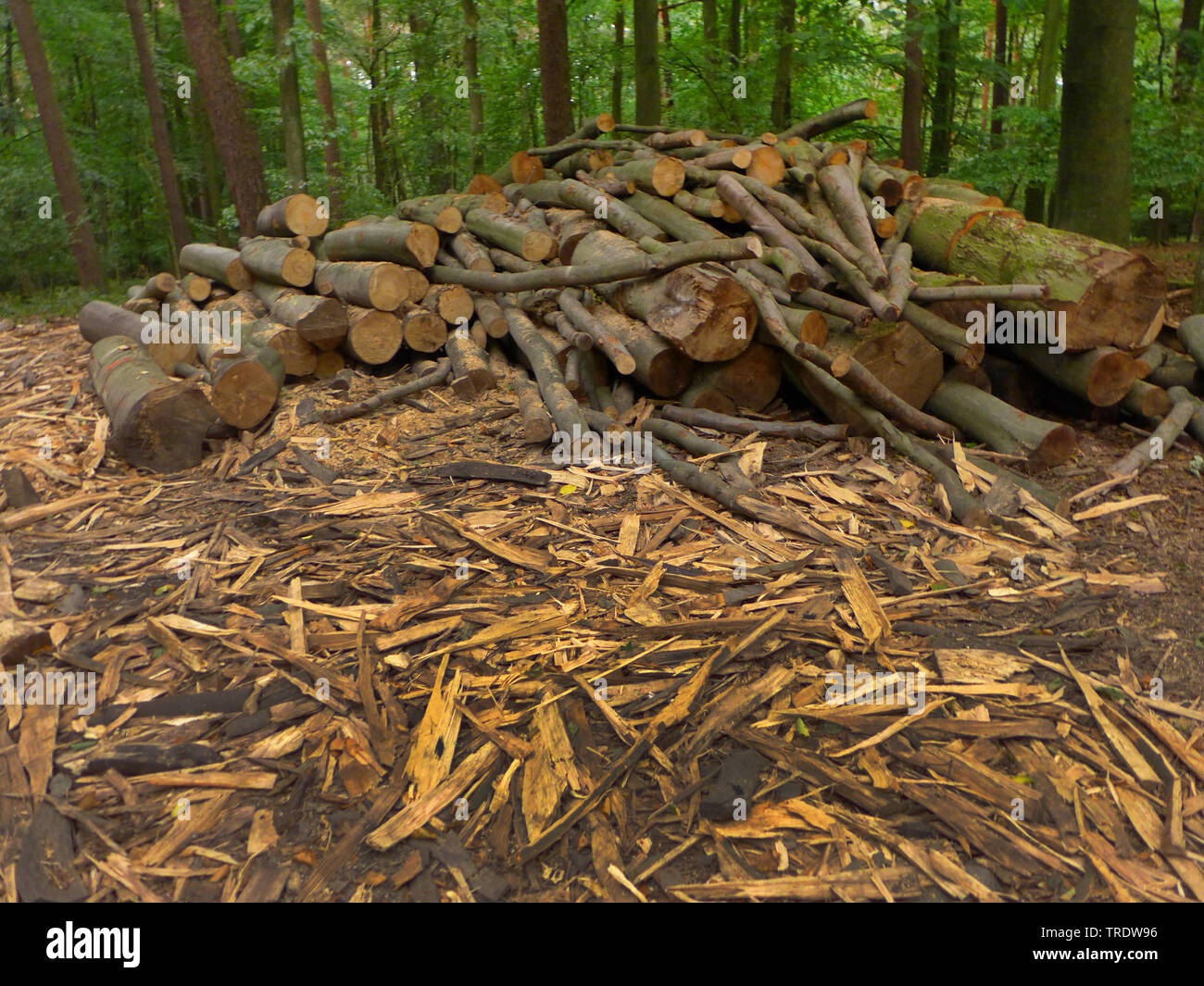 common beech (Fagus sylvatica), storage of fuelwood in the forest ...