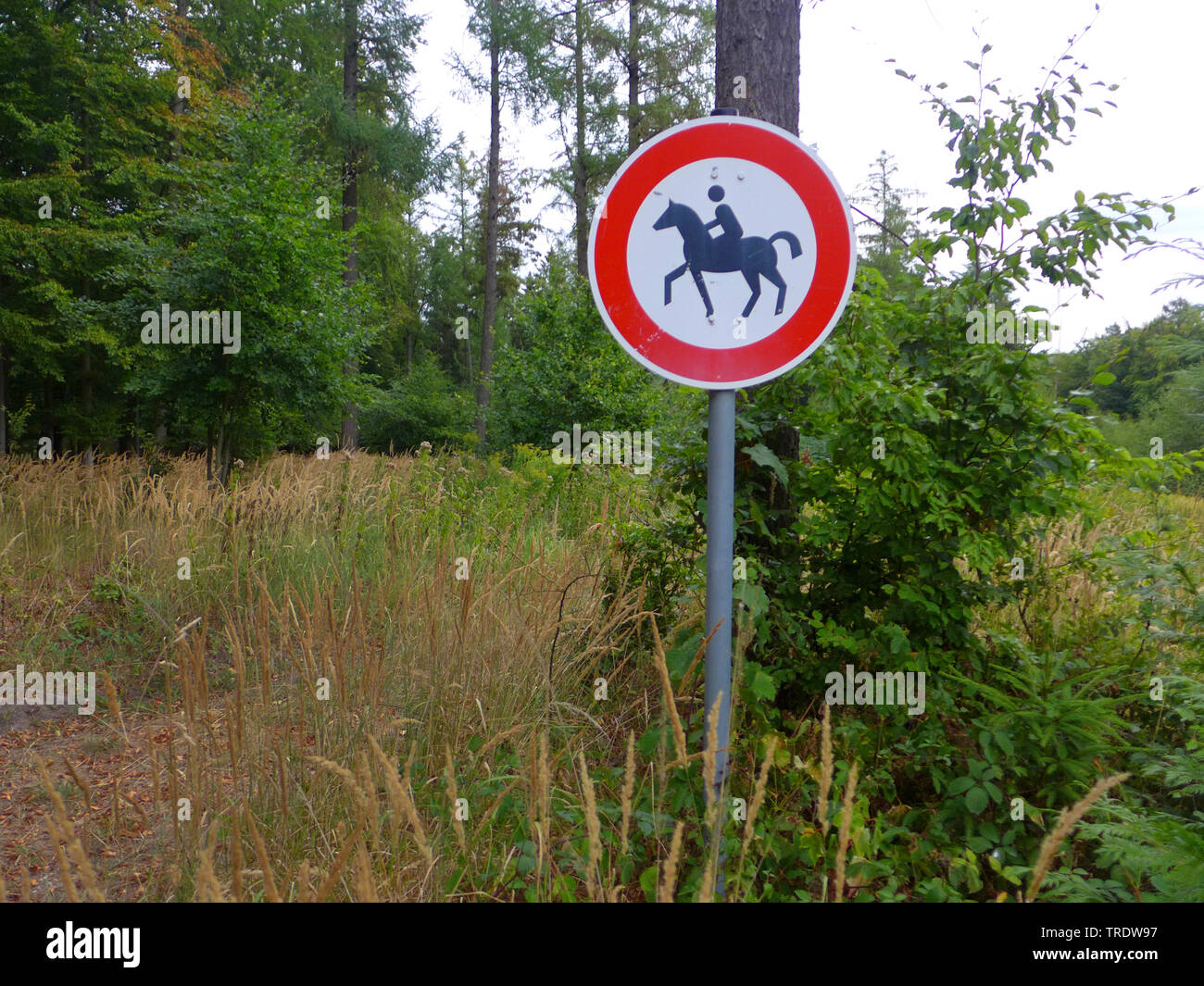 riding prohibition sign in a forest, Germany Stock Photo - Alamy
