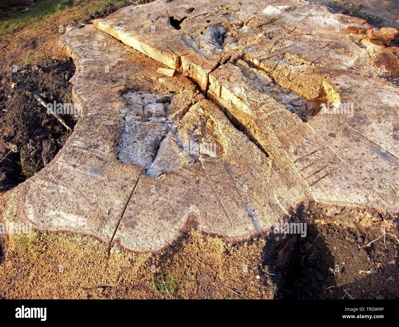 Oak tree fungus disease hi-res stock photography and images - Alamy