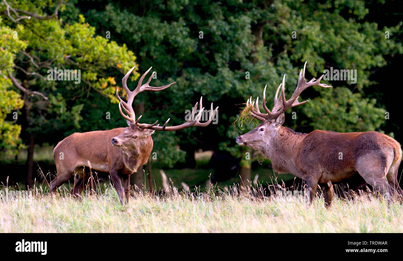 Deer deer deer deer face hi-res stock photography and images - Alamy