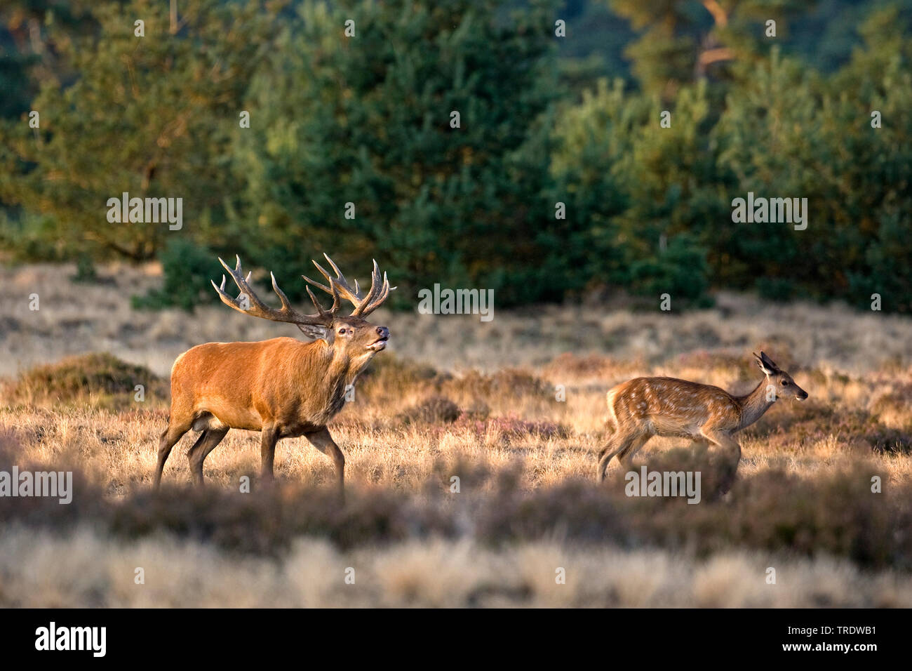 Male and female deer hi-res stock photography and images - Alamy