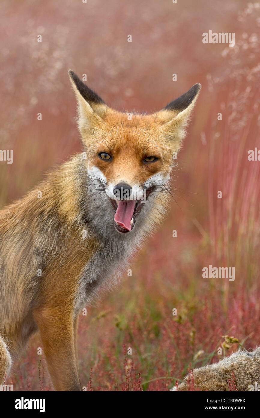 Fox Yawning High Resolution Stock Photography and Images - Alamy