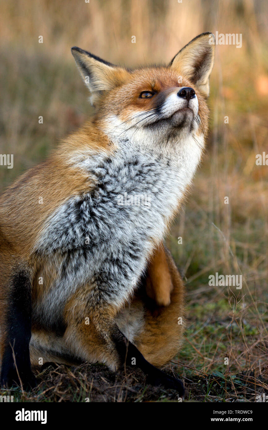 red fox (Vulpes vulpes), scratching, Netherlands Stock Photo - Alamy