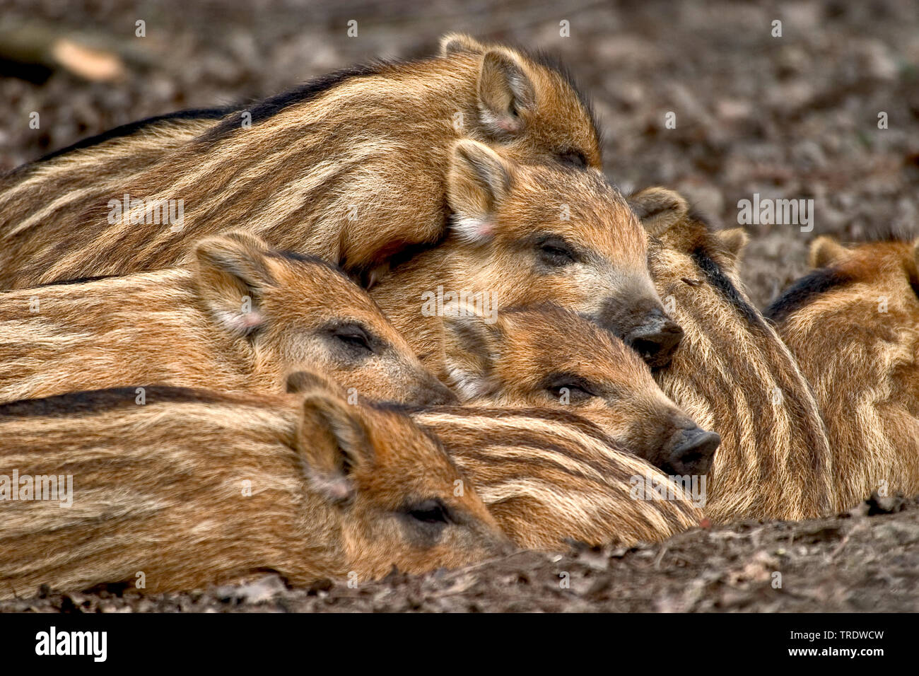 Boar with piglets hi-res stock photography and images - Alamy