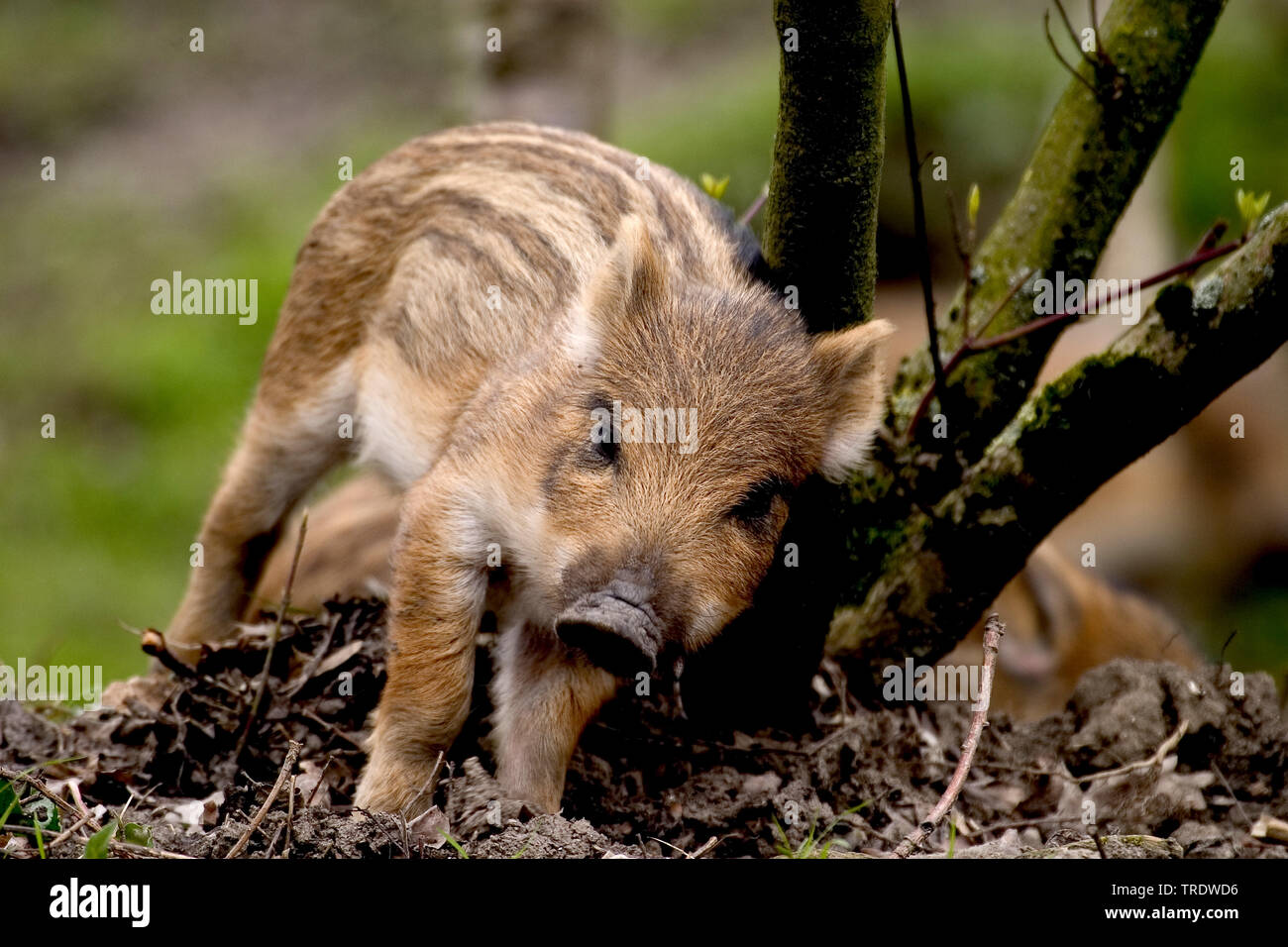 Runt piglet hi-res stock photography and images - Alamy
